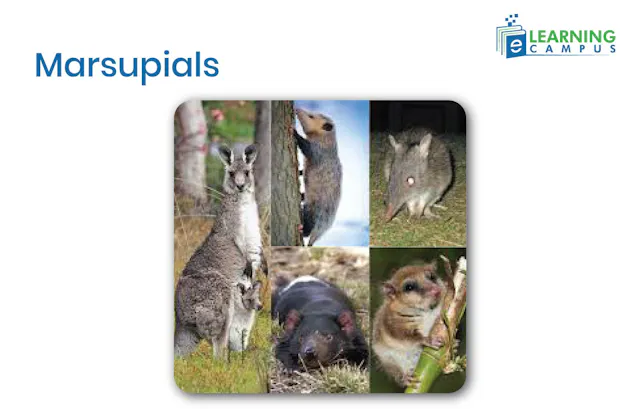 What Are Mammals? Characteristics, Types & Examples Facts
